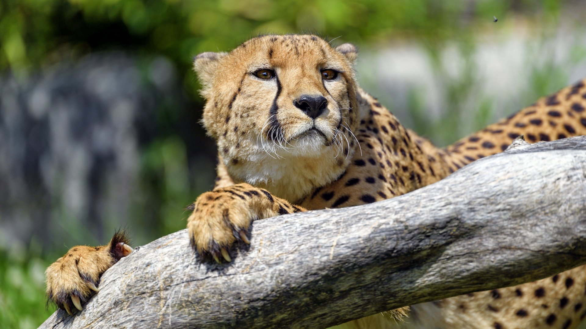 Download Animal Cheetah 4k Ultra HD Wallpaper