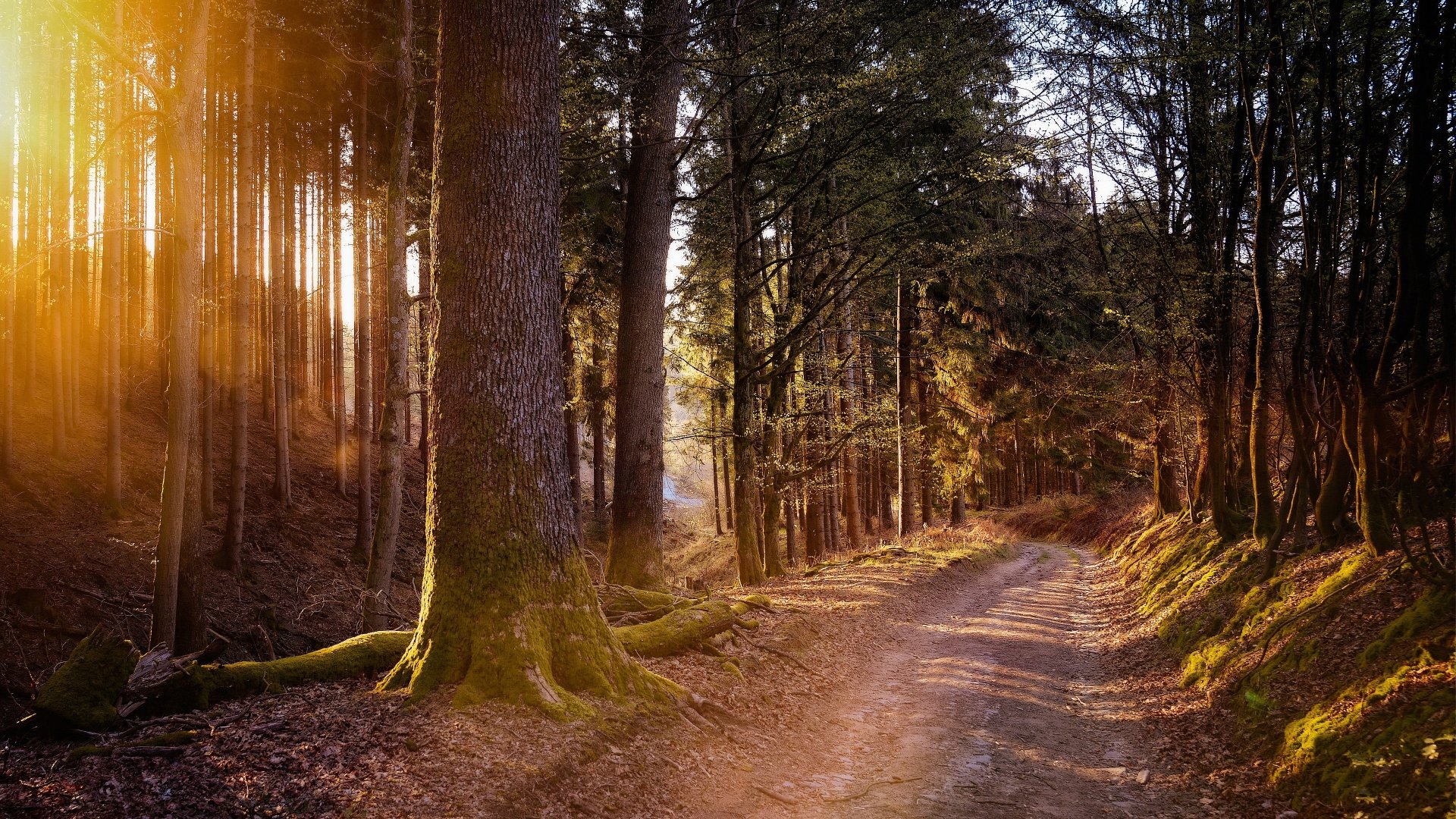 Download Sunlight Pine Tree Forest Road Man Made Path 4k Ultra HD Wallpaper