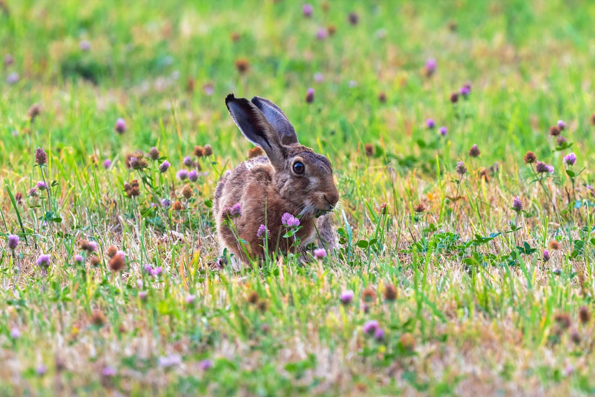 Download Animal Hare 4k Ultra HD Wallpaper