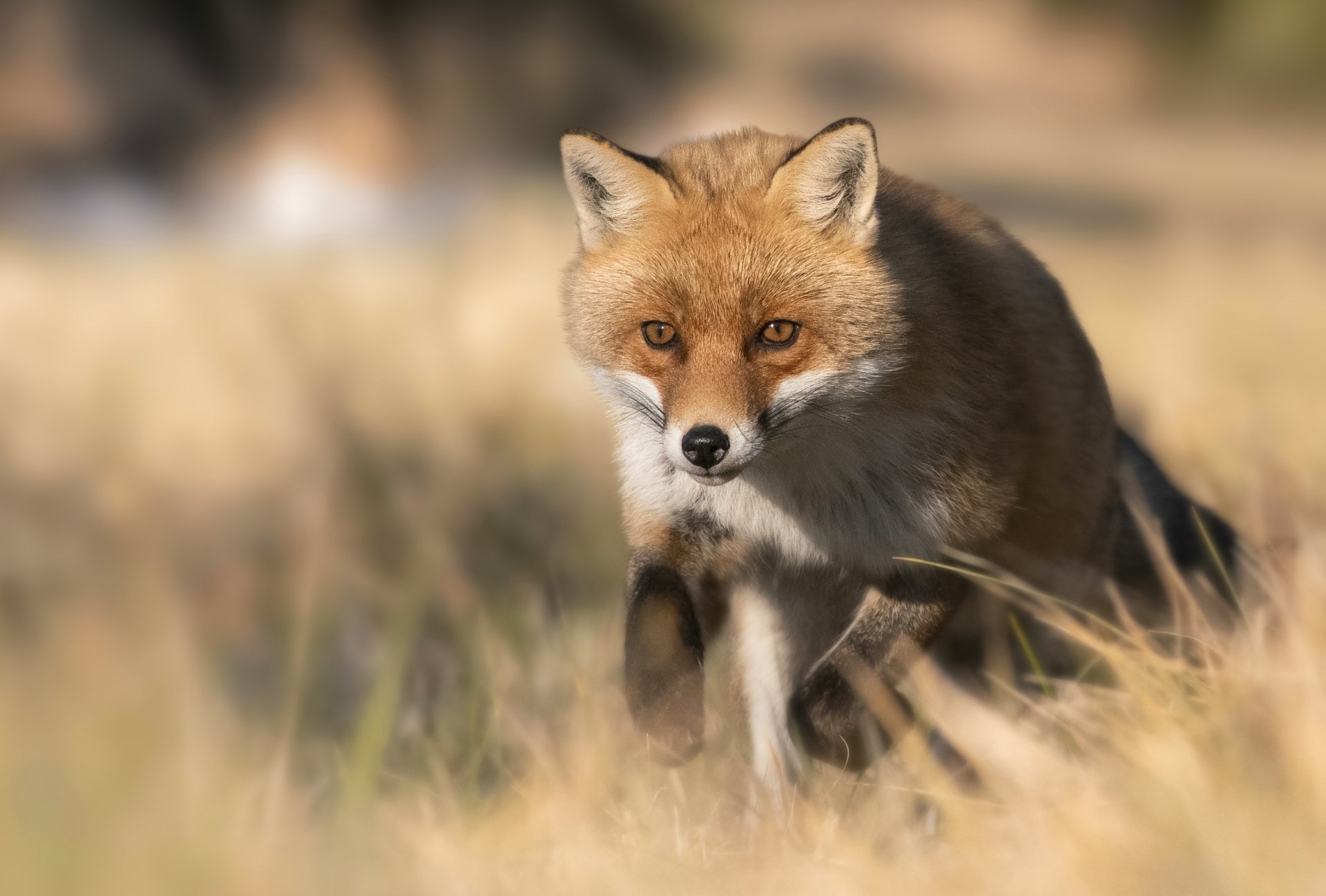 Animal Fox HD Wallpaper