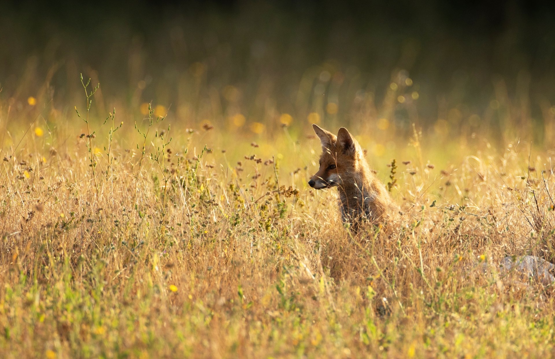 Download Animal Fox HD Wallpaper