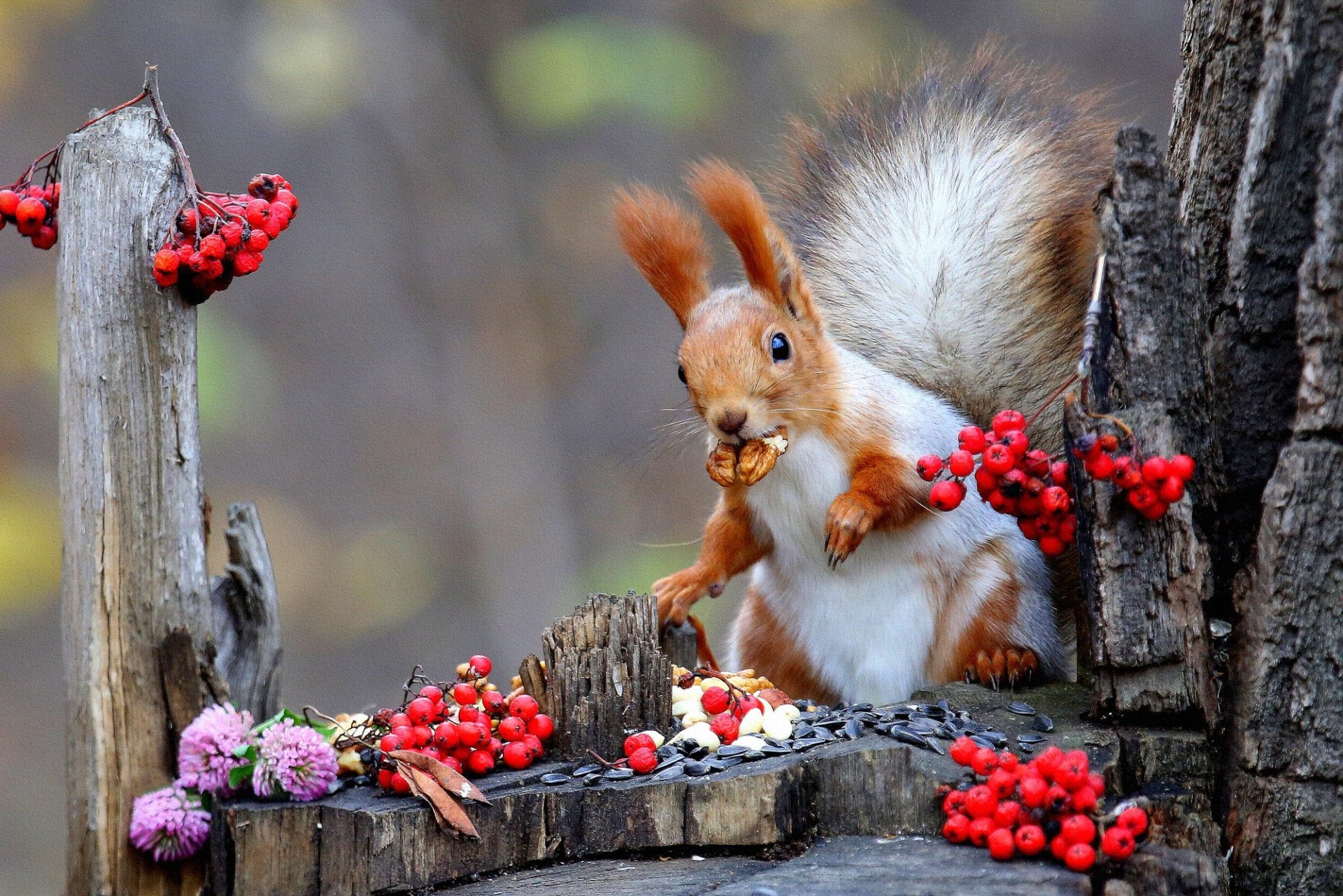 Download Rodent Animal Squirrel HD Wallpaper