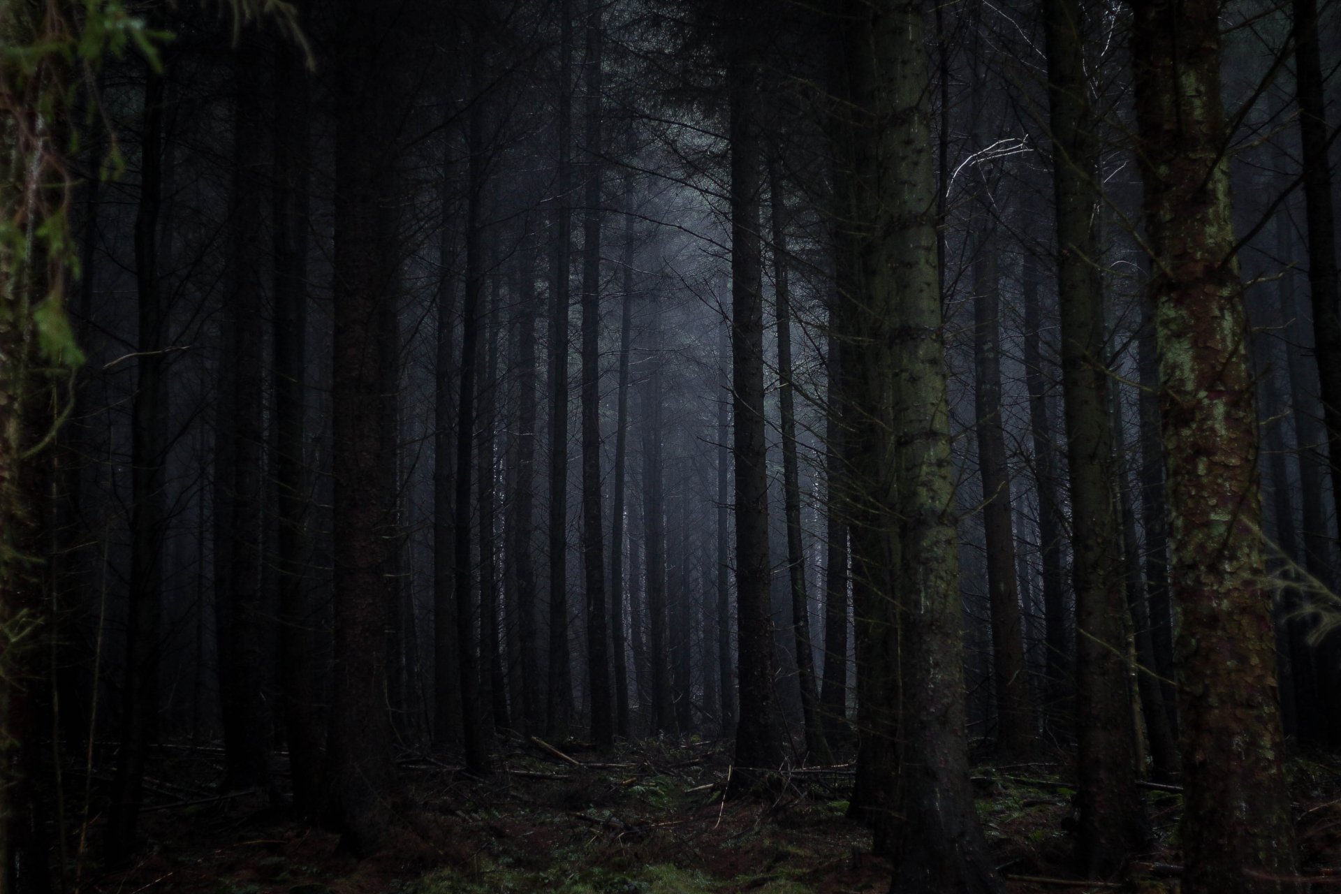 Misty Midnight Forest — HD Nature Wallpaper