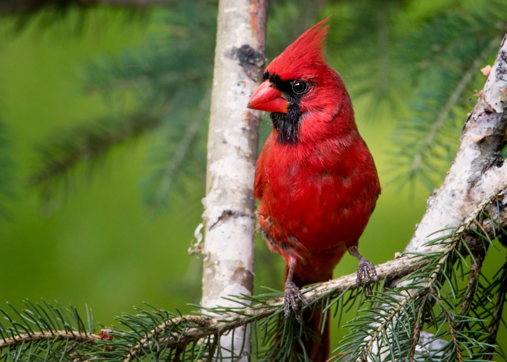Majestic Cardinal HD Wallpaper: Vibrant Bird in Natural Splendor