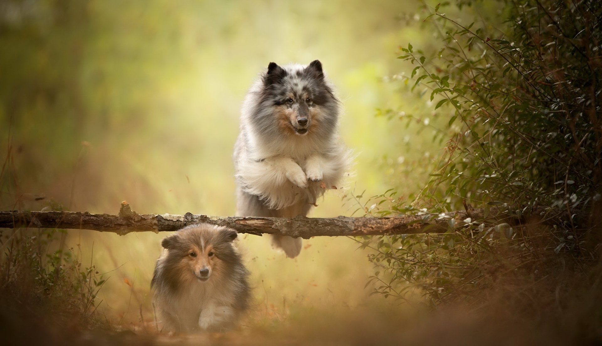 Old English Sheepdog Wallpaper And Screensavers