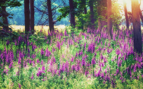 Foxgloves 4k Wallpapers