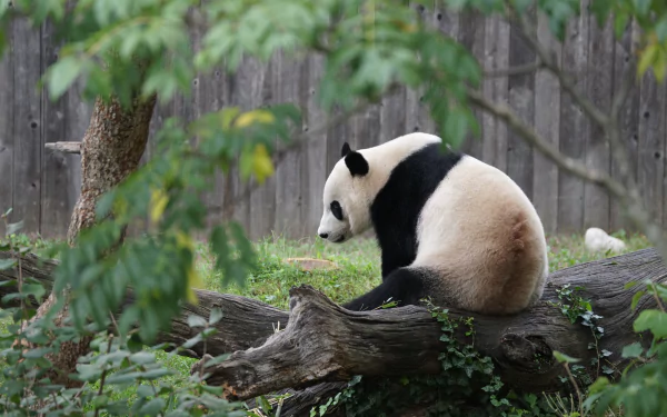 [30+] Panda 4k Wallpapers