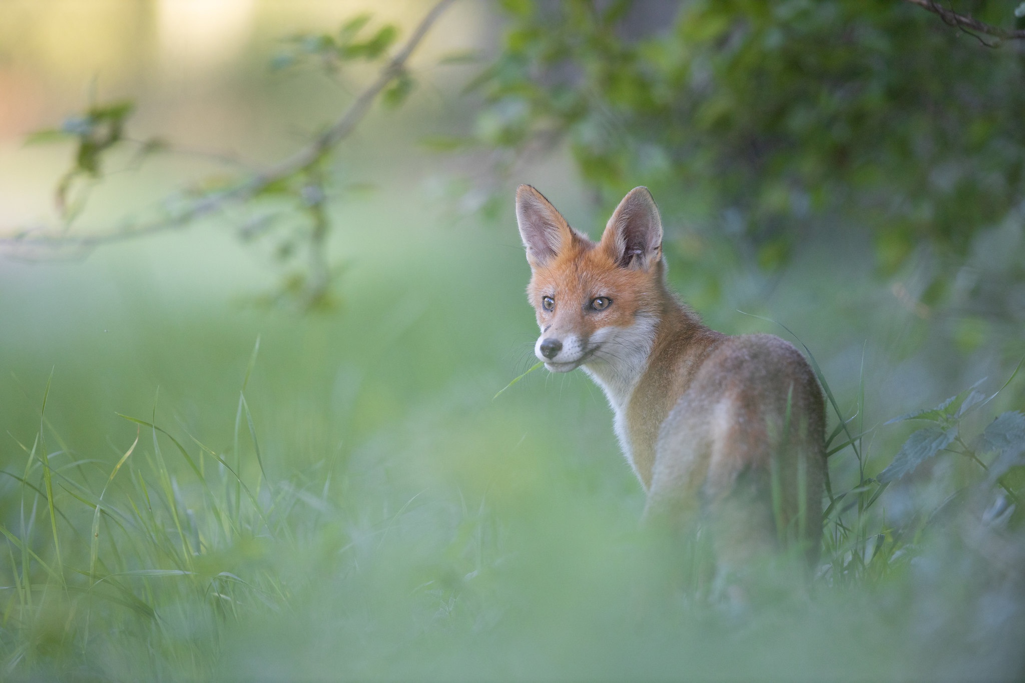 Download Animal Fox HD Wallpaper