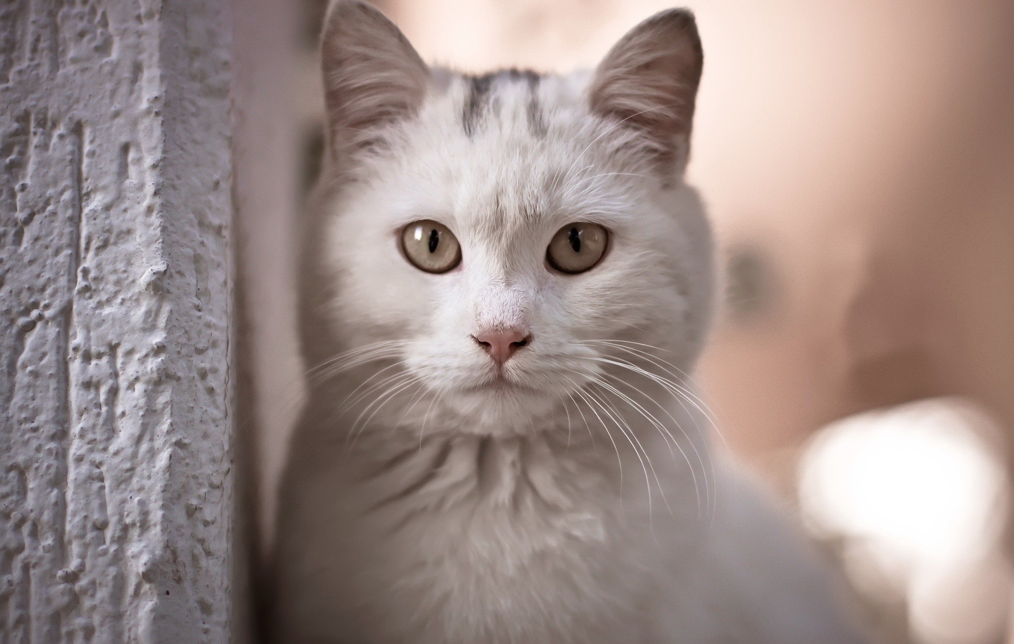 Mesmerizing Cat Stare HD Wallpaper