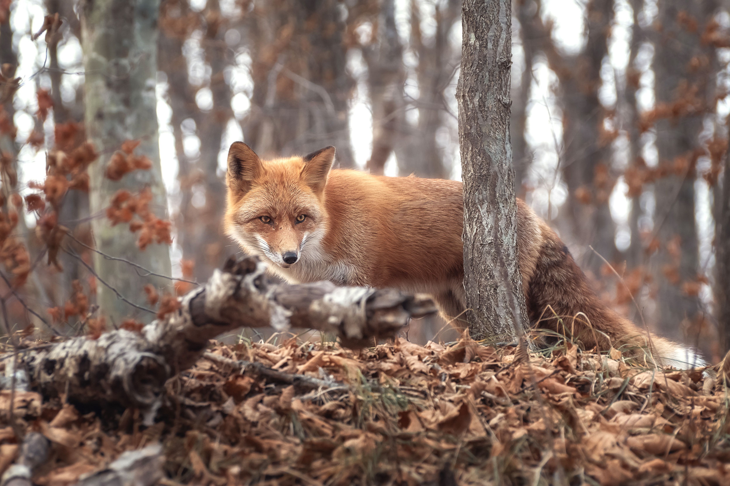 Download Animal Fox HD Wallpaper