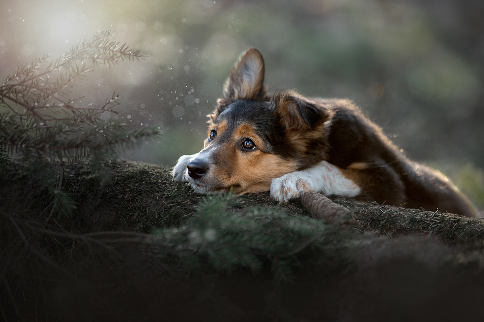 Download Animal Dog HD Wallpaper by Svetlana Pisareva