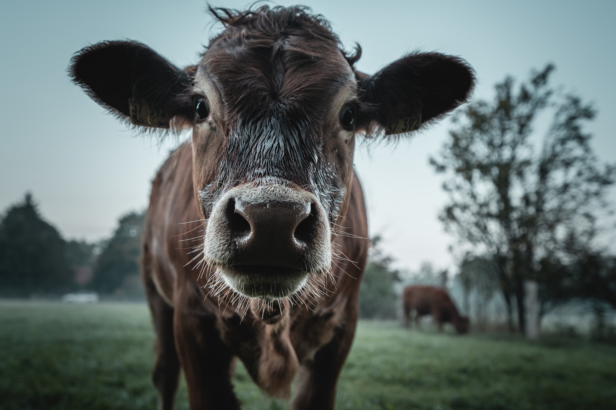 Download Stare Animal Cow HD Wallpaper