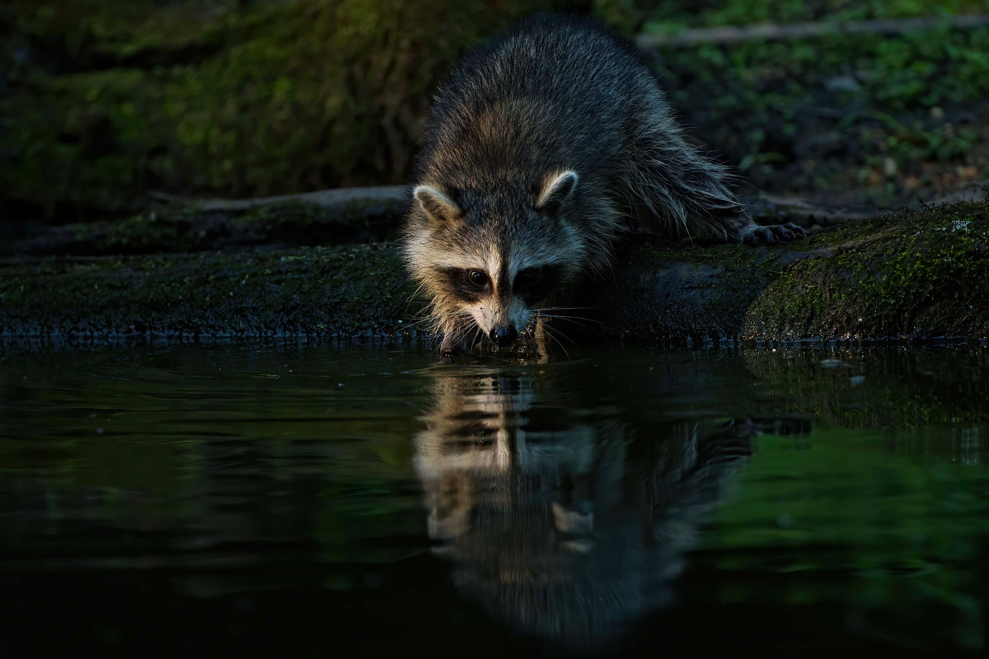Download Reflection Animal Raccoon HD Wallpaper