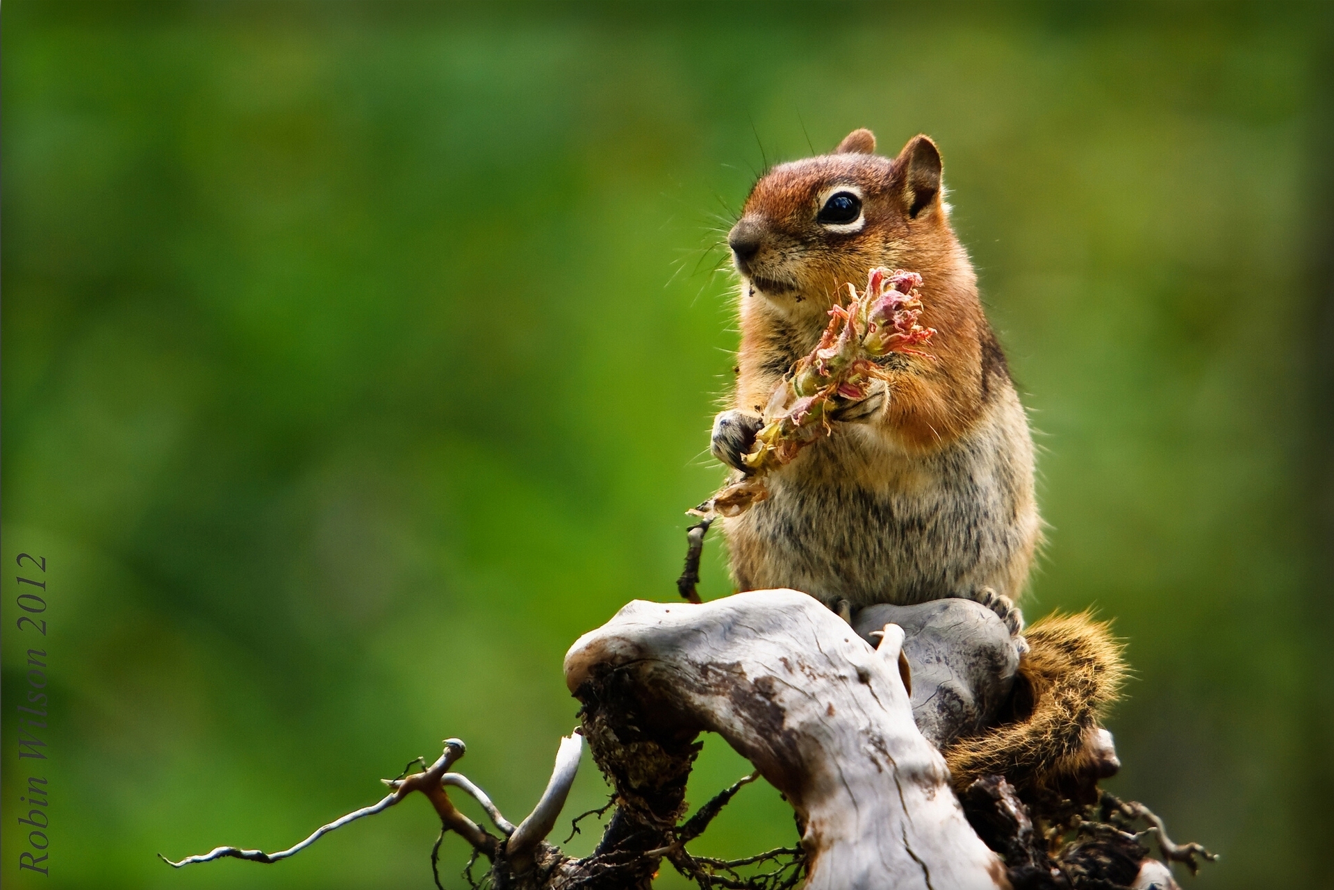 Download Rodent Animal Chipmunk HD Wallpaper