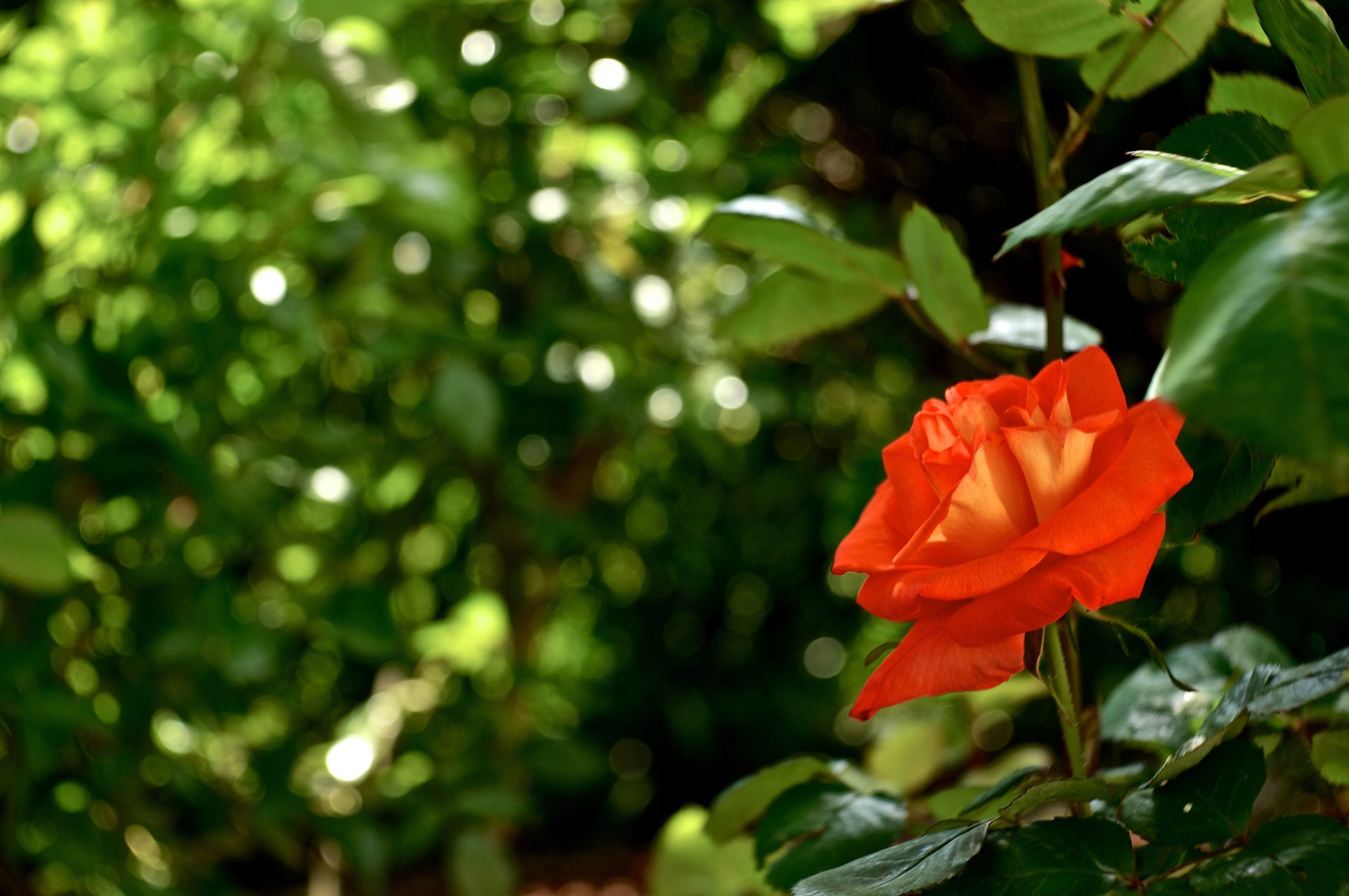 Download Nature Rose 4k Ultra HD Wallpaper | 4421x2938 | Wallpaper Abyss