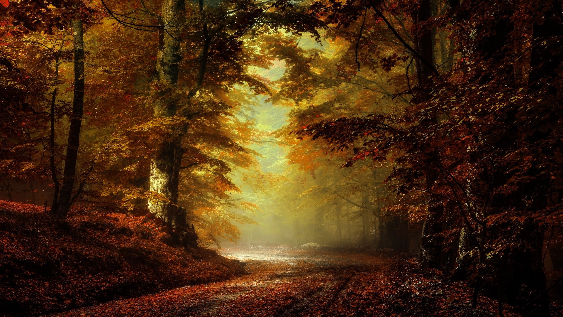 Download Park Road Nature Forest Fall Path 4k Ultra HD Wallpaper ...