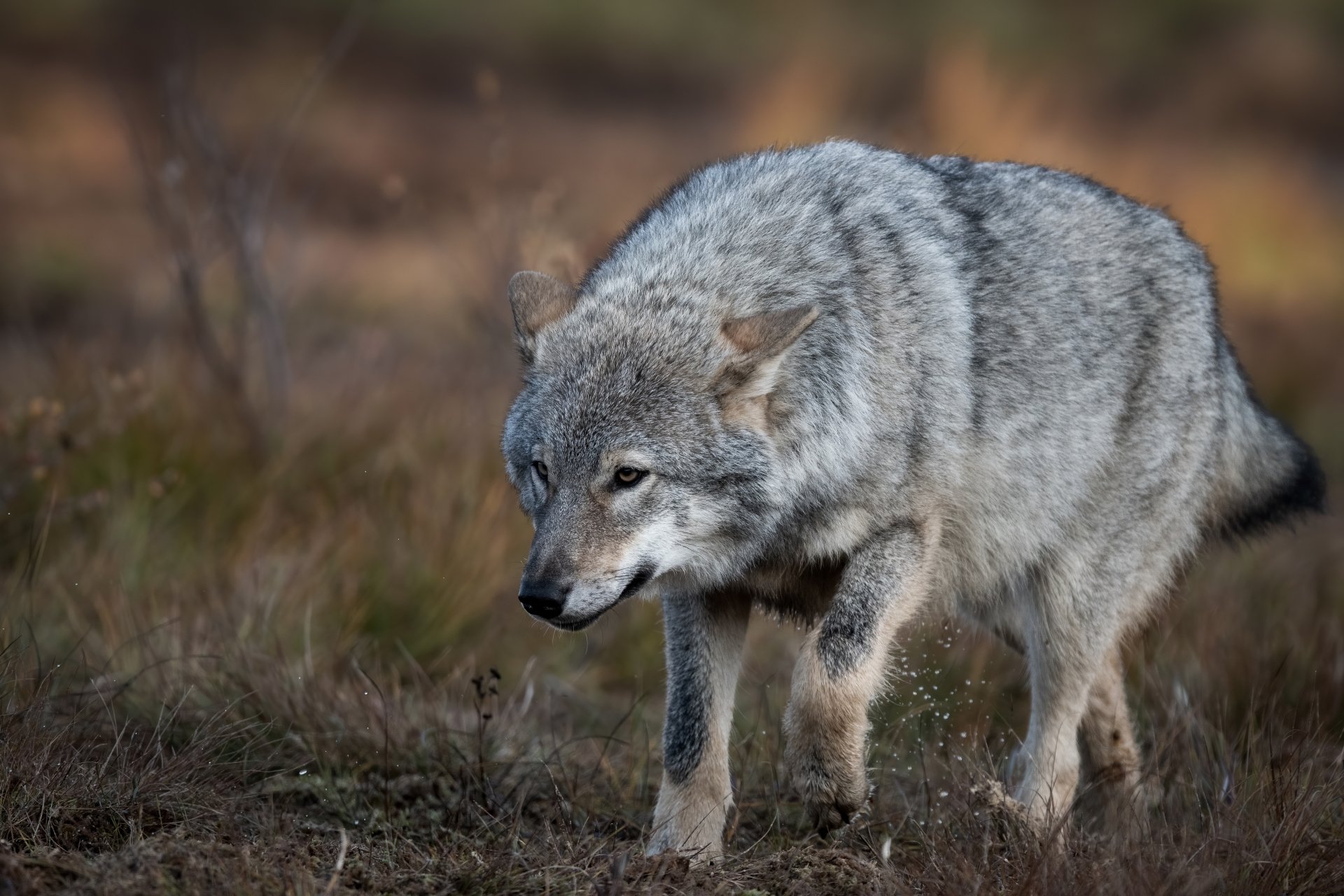 Download Animal Wolf 4k Ultra HD Wallpaper | 5568x3712 | Wallpaper Abyss