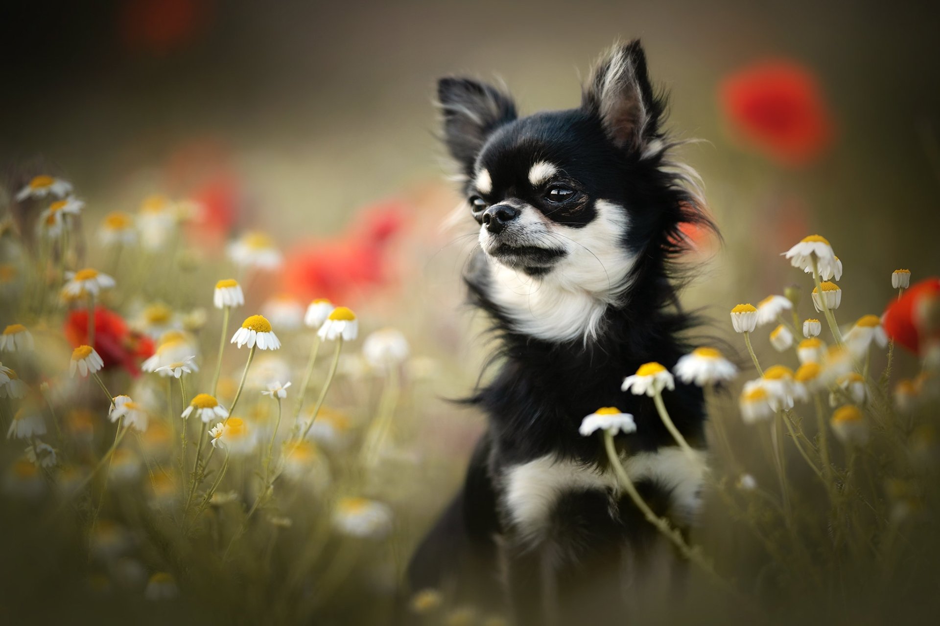 Download Dog Chamomile Flower Animal Chihuahua HD Wallpaper
