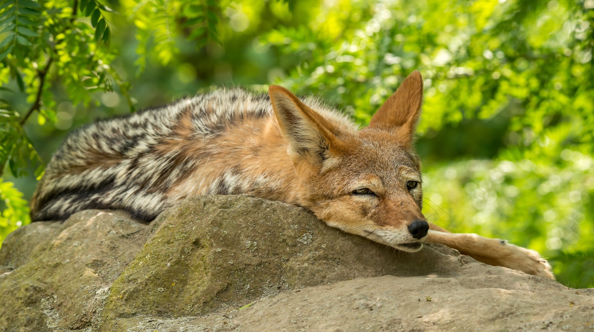 Download Animal Coyote 4k Ultra HD Wallpaper