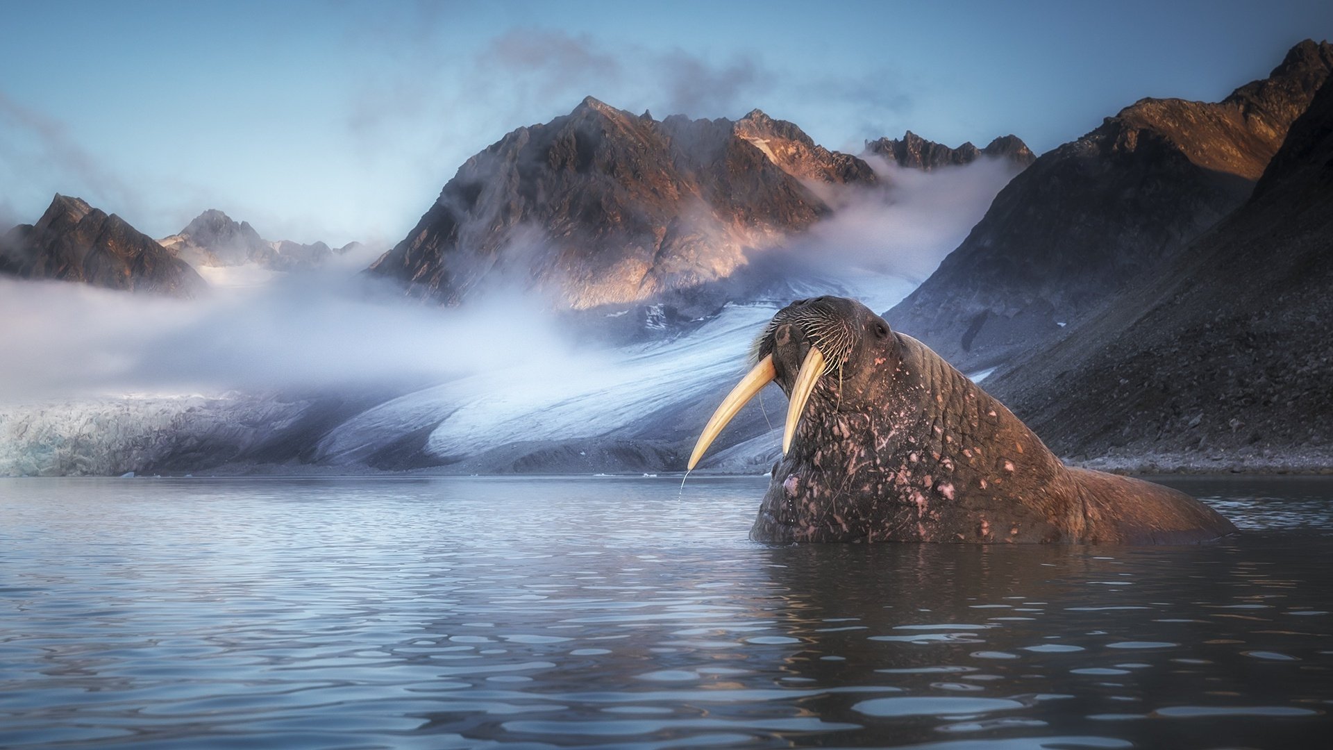 Download Animal Walrus HD Wallpaper