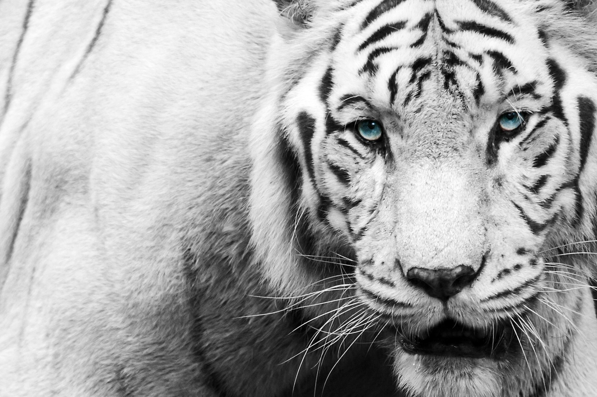 Download Tiger Muzzle Animal White Tiger HD Wallpaper
