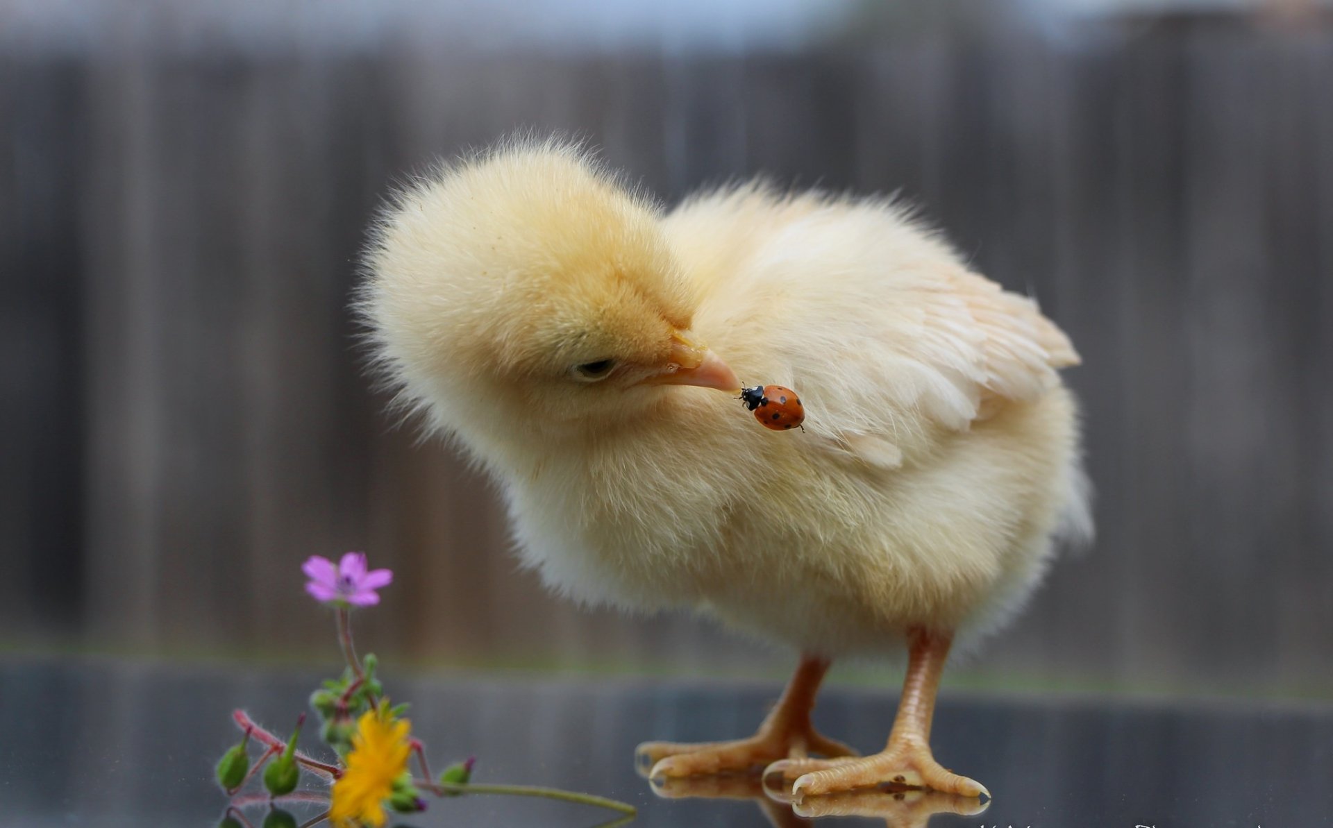 Download Baby Animal Ladybug Animal Chicken HD Wallpaper