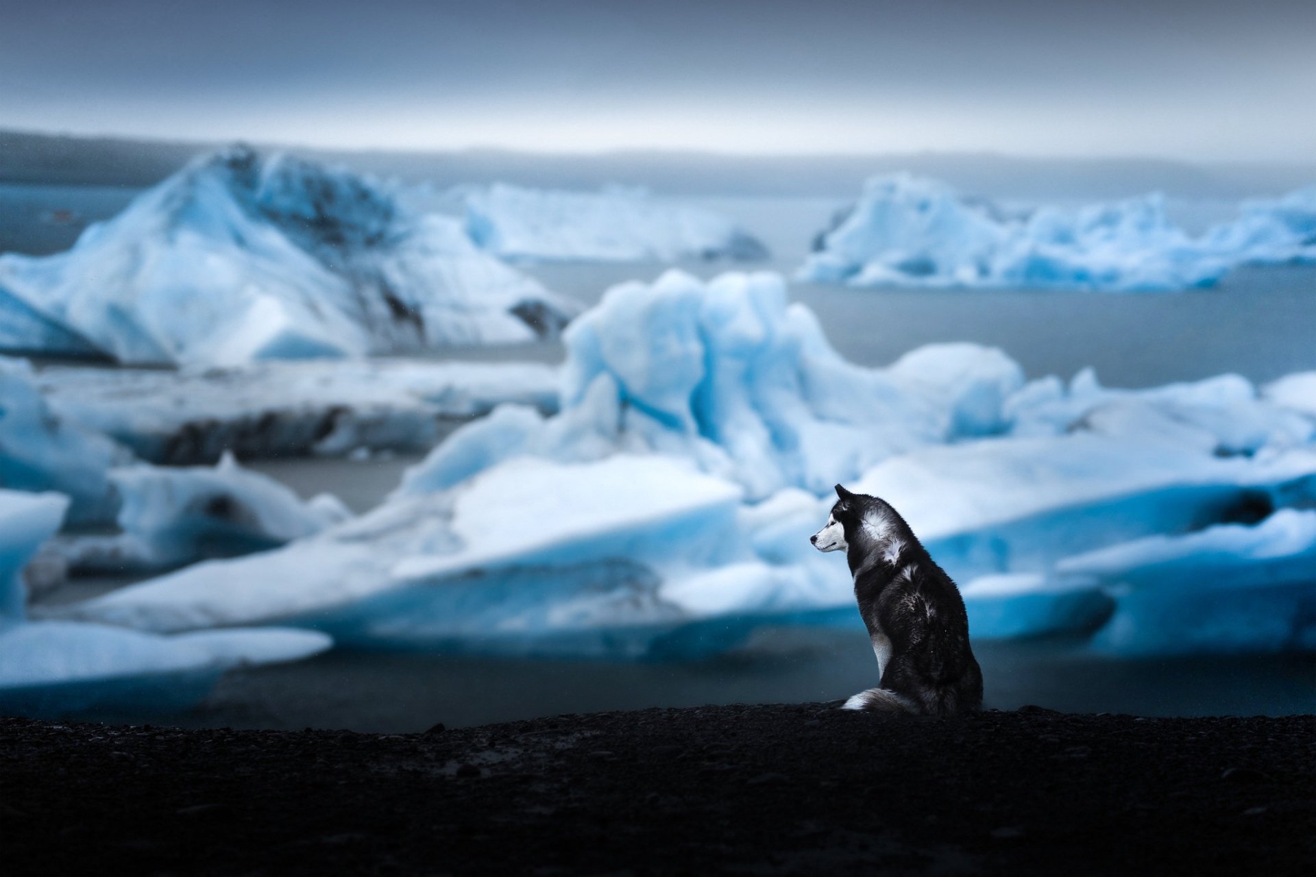 Download Ice Dog Animal Husky HD Wallpaper