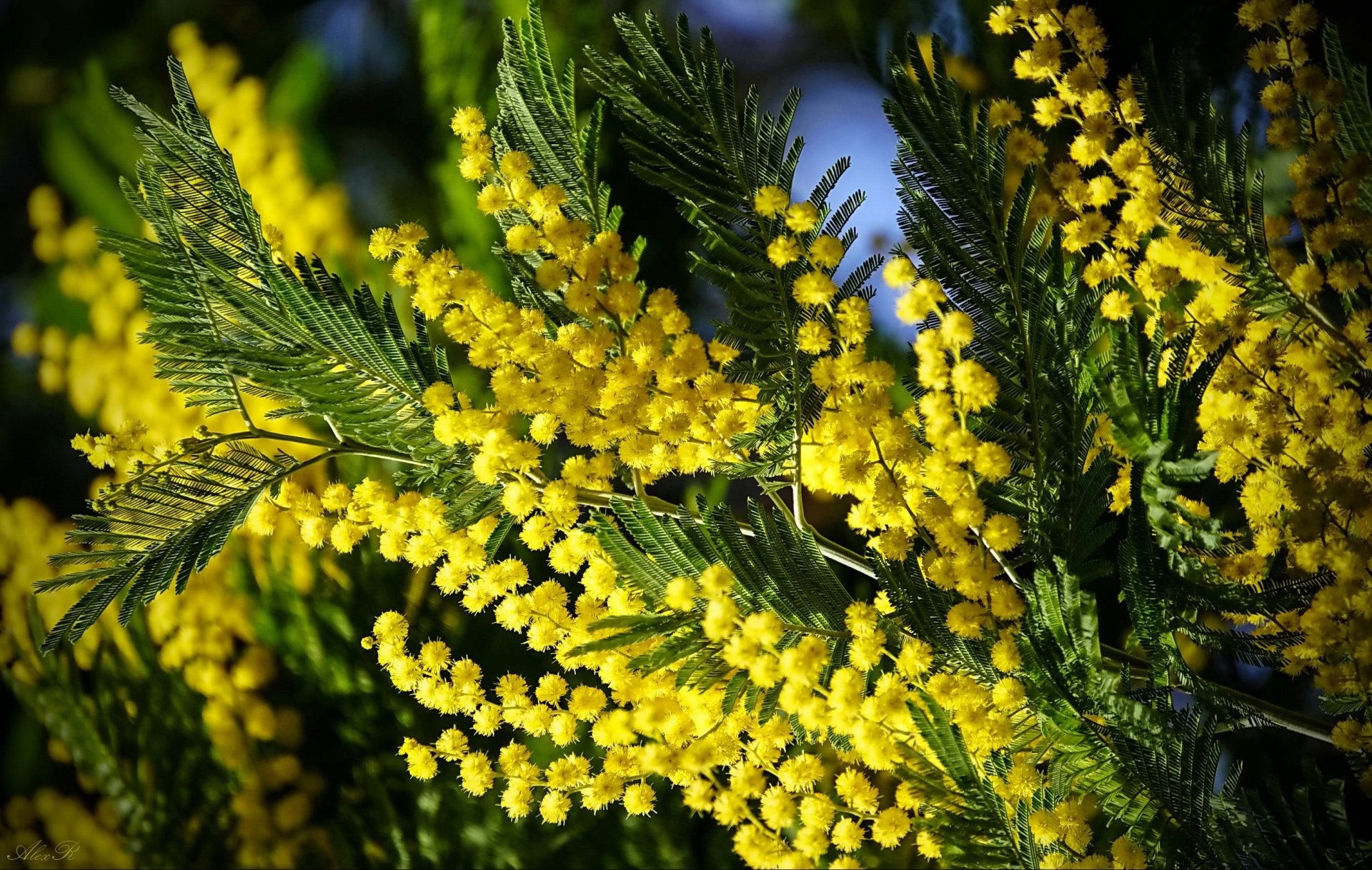Download Wattle Mimosa Branch Macro Nature Golden Wattle HD Wallpaper ...