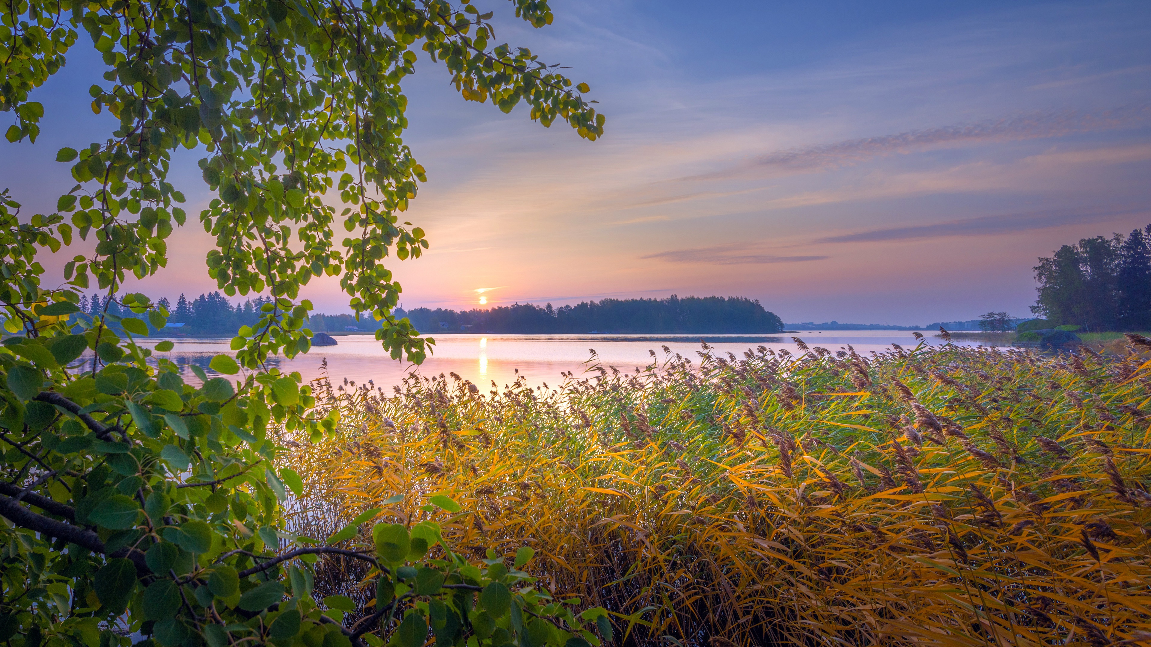 Download Dawn Reed River Branch Tree Sun Sky Sunset Lake Nature Fall ...