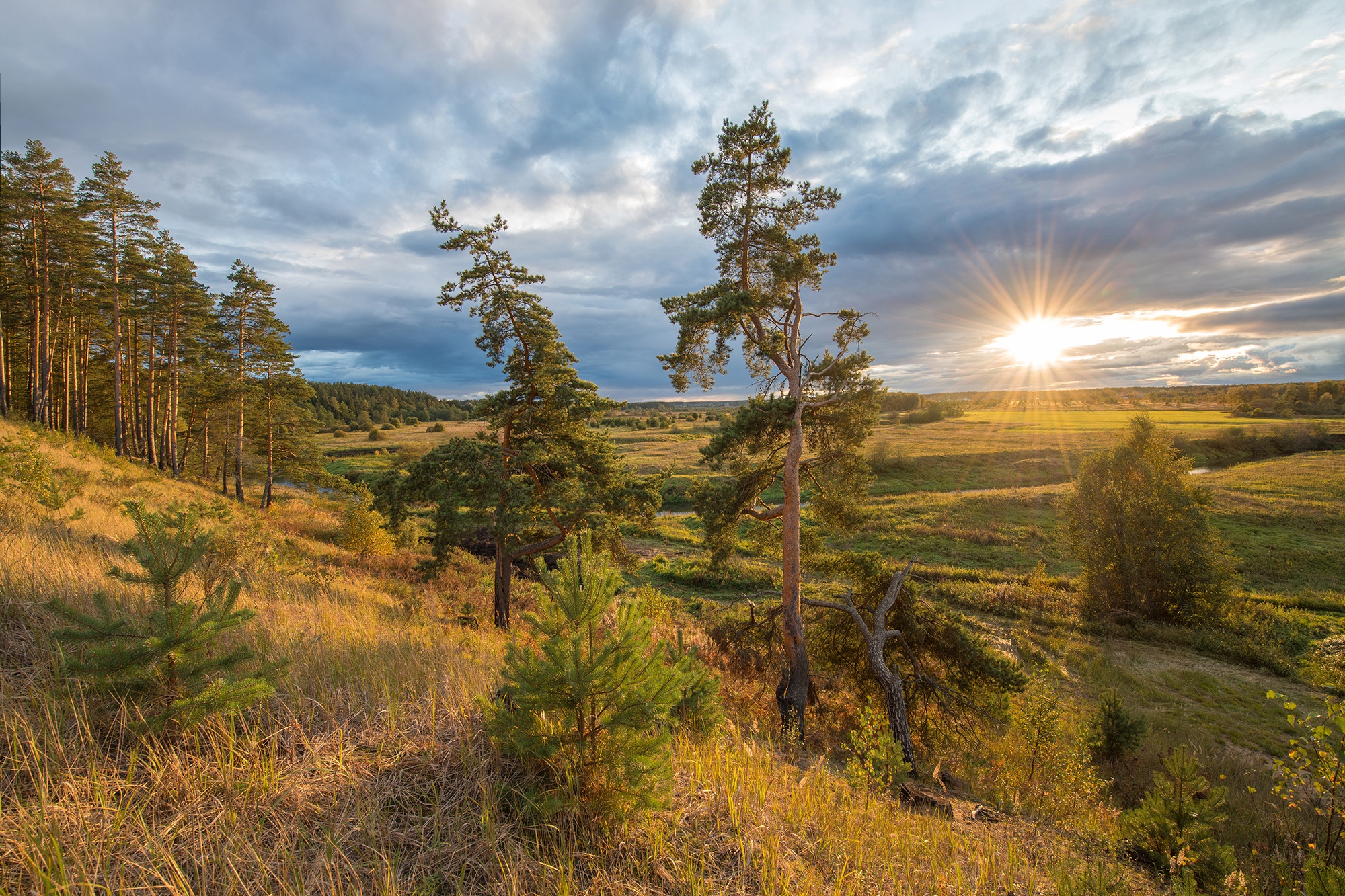 Download Landscape Meadow Pine Nature Sunbeam HD Wallpaper by Sumnikov ...