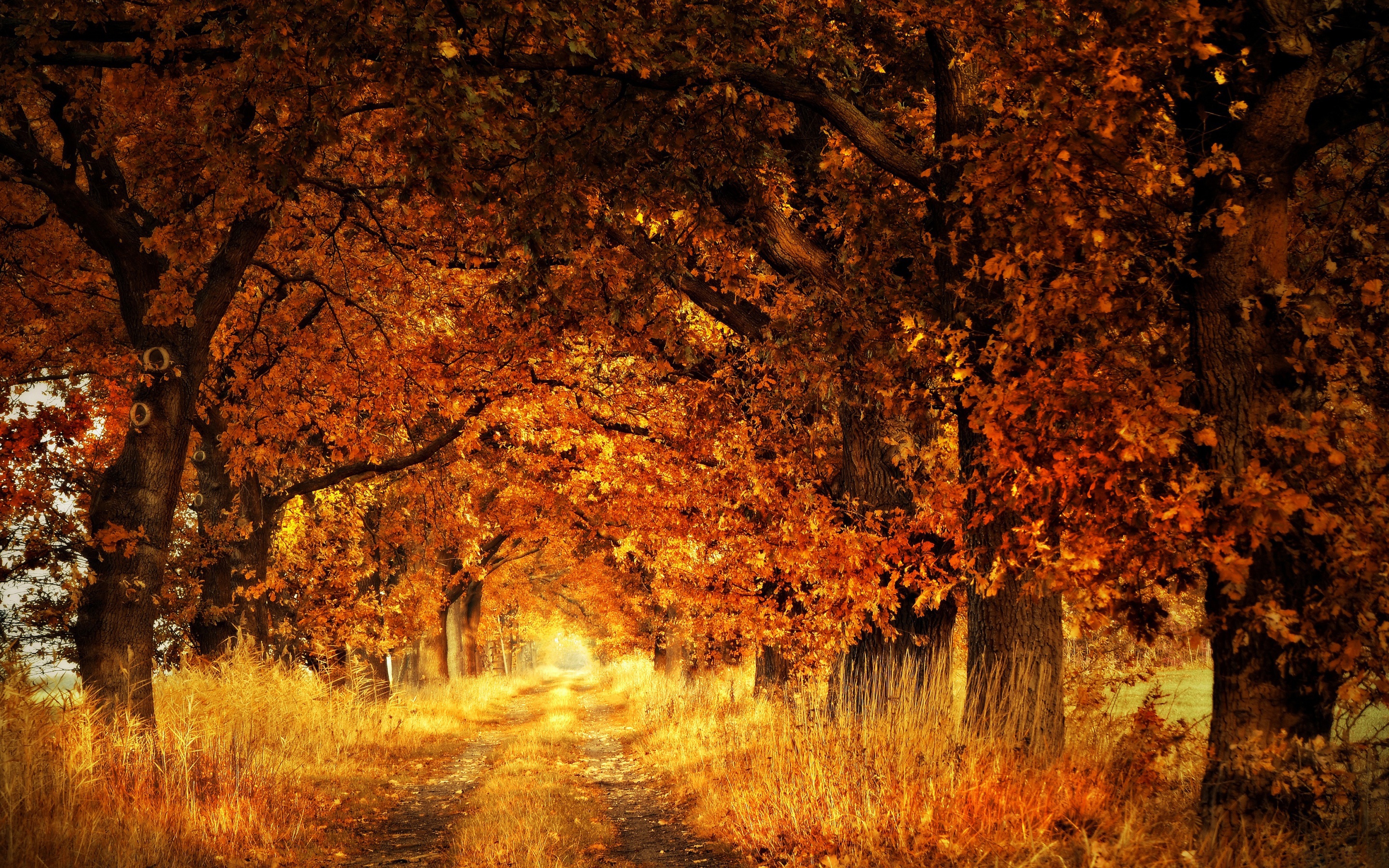 Download Sunlight Path Tree Nature Fall HD Wallpaper