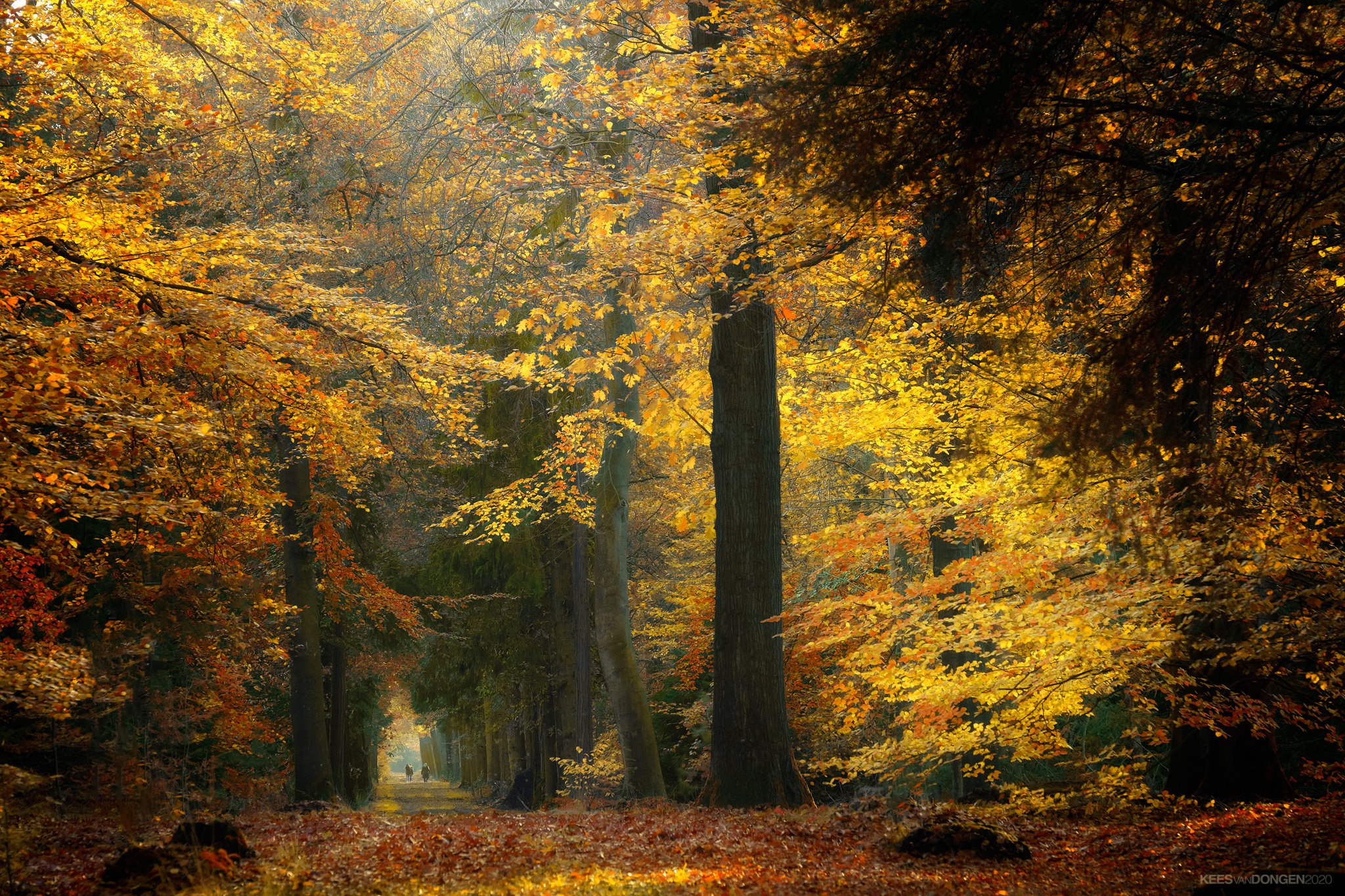 Download Netherlands Tree Photography Fall HD Wallpaper