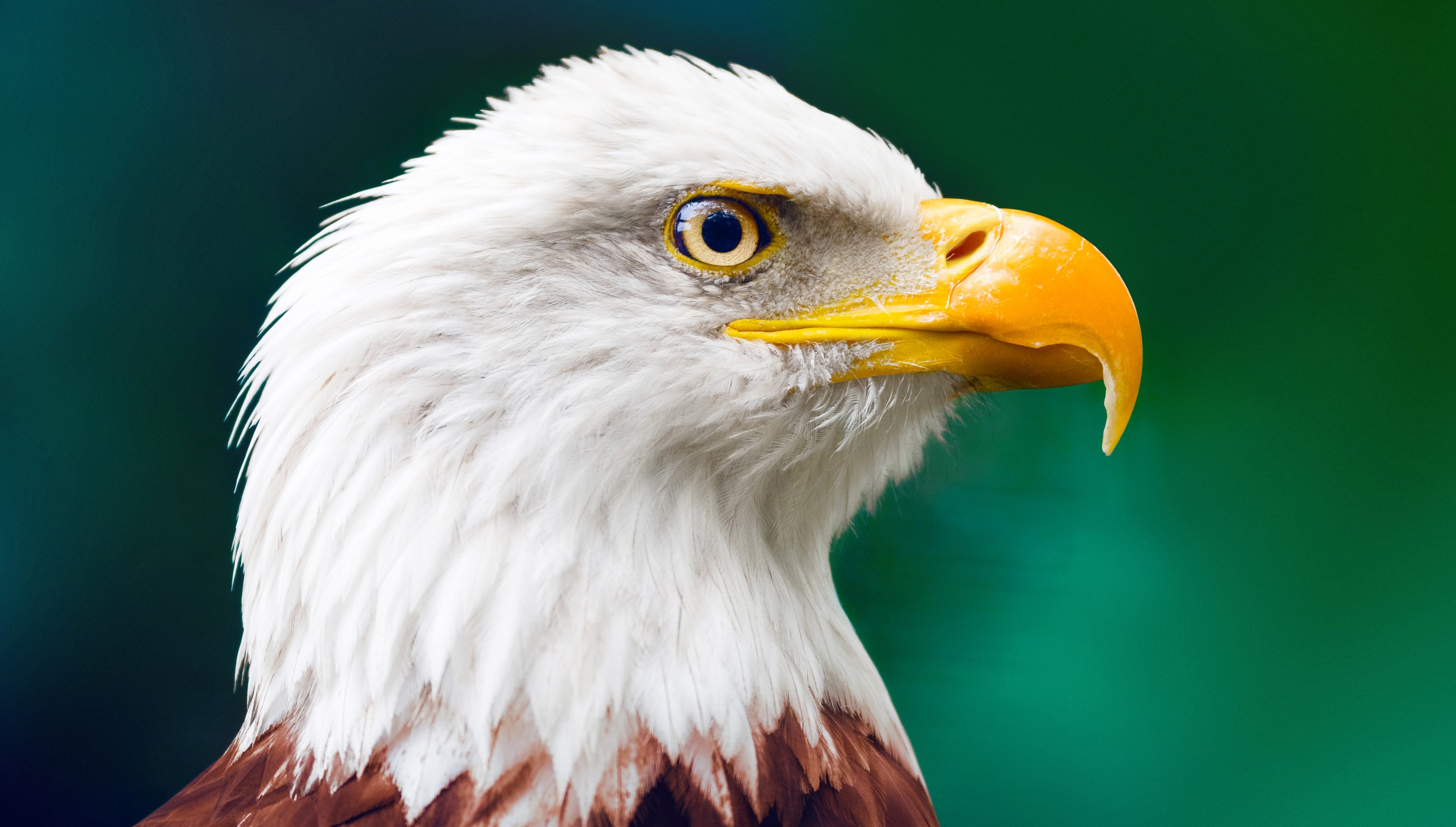 Download Bird Of Prey Bird Animal Bald Eagle 4k Ultra HD Wallpaper