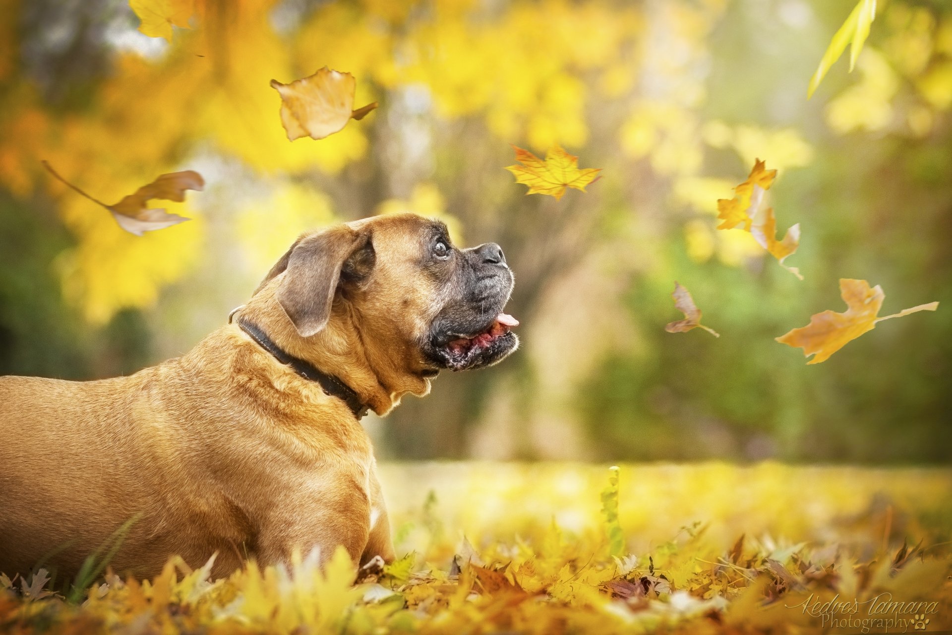 Download Depth Of Field Boxer (dog) Dog Leaf Fall Animal 4k Ultra HD ...
