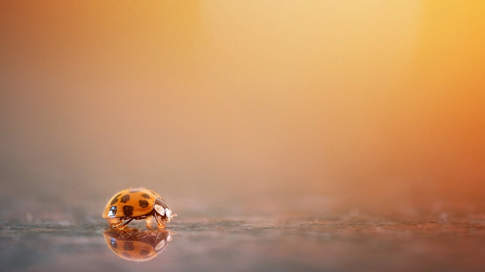 Animal Ladybug 4k Ultra HD Wallpaper