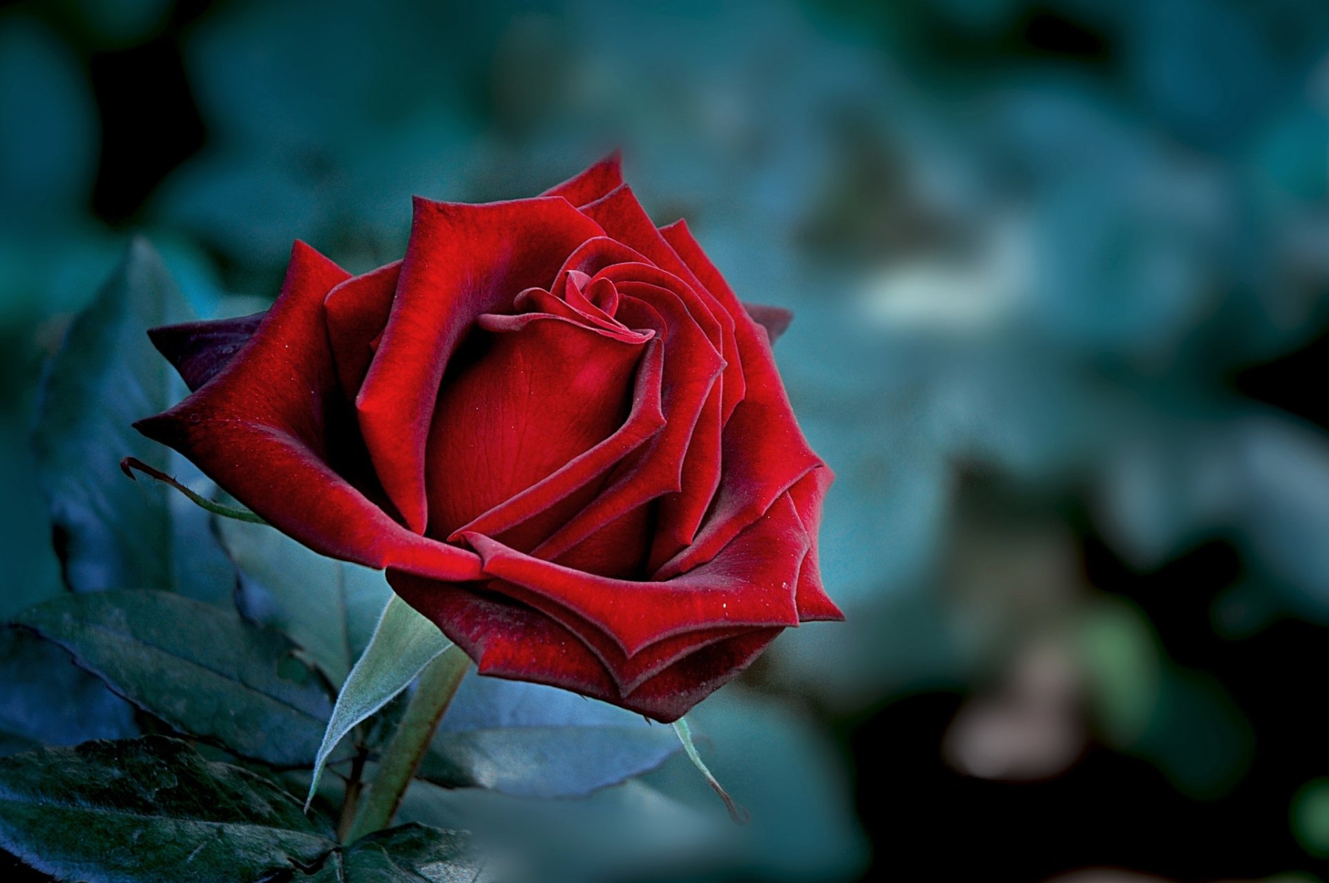 Rose HD Wallpaper