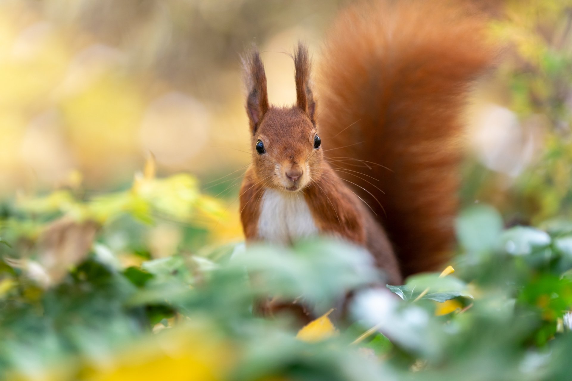 Download Rodent Animal Squirrel HD Wallpaper