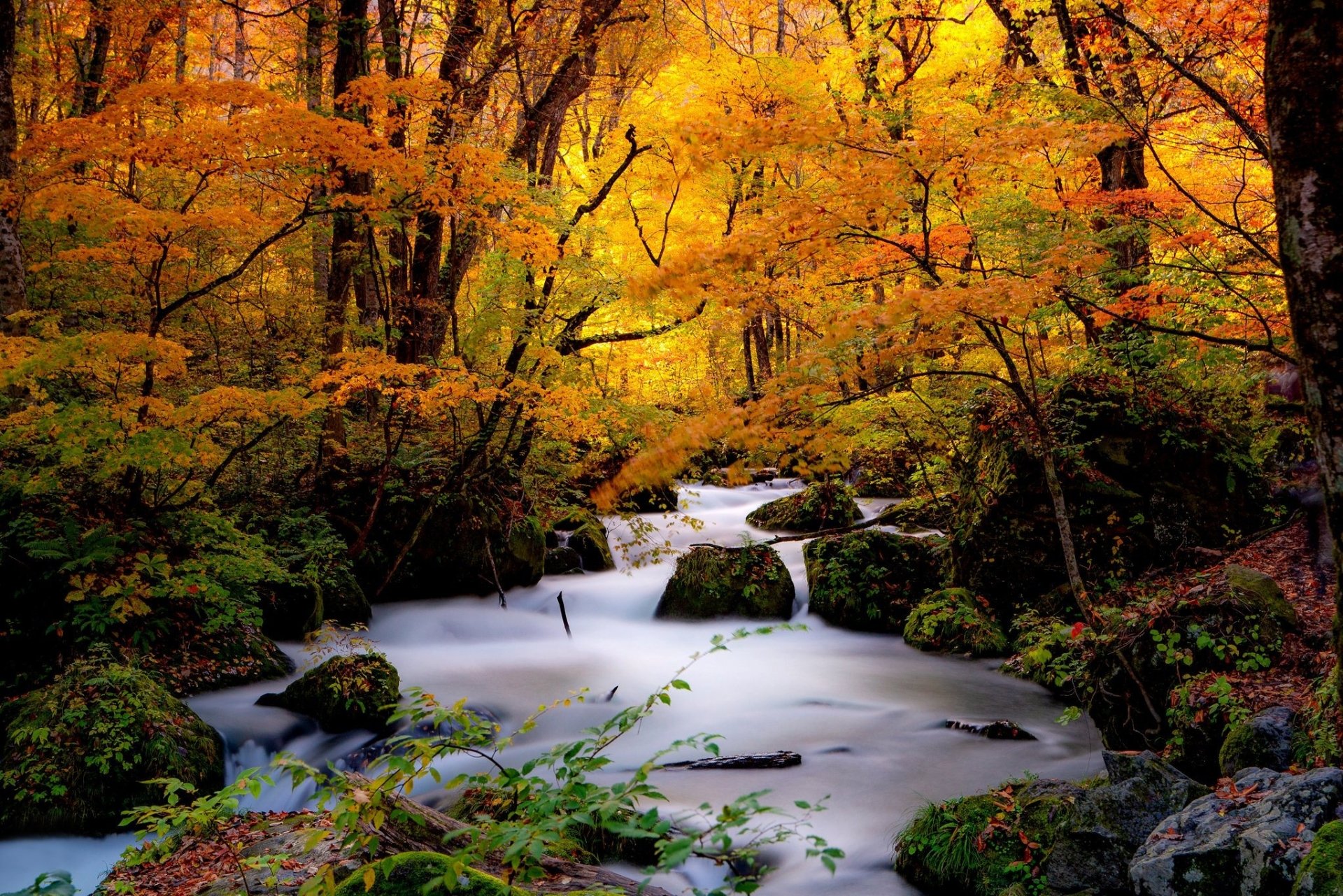 Autumn Serenity: Japan’s Forest Stream and Stone Harmony in HD