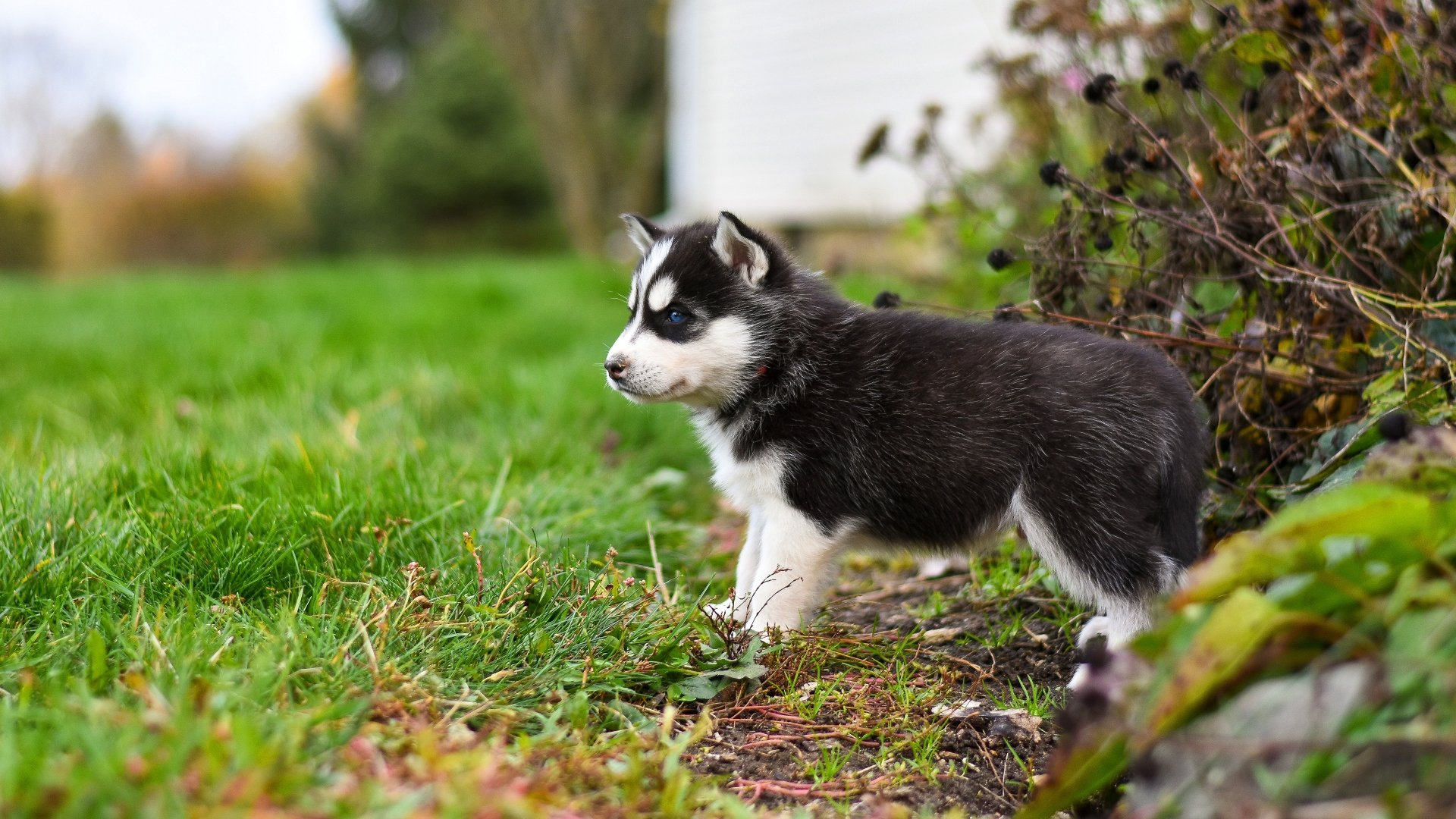 Download Siberian Husky Puppy Baby Animal Dog Animal Husky 4k Ultra HD ...