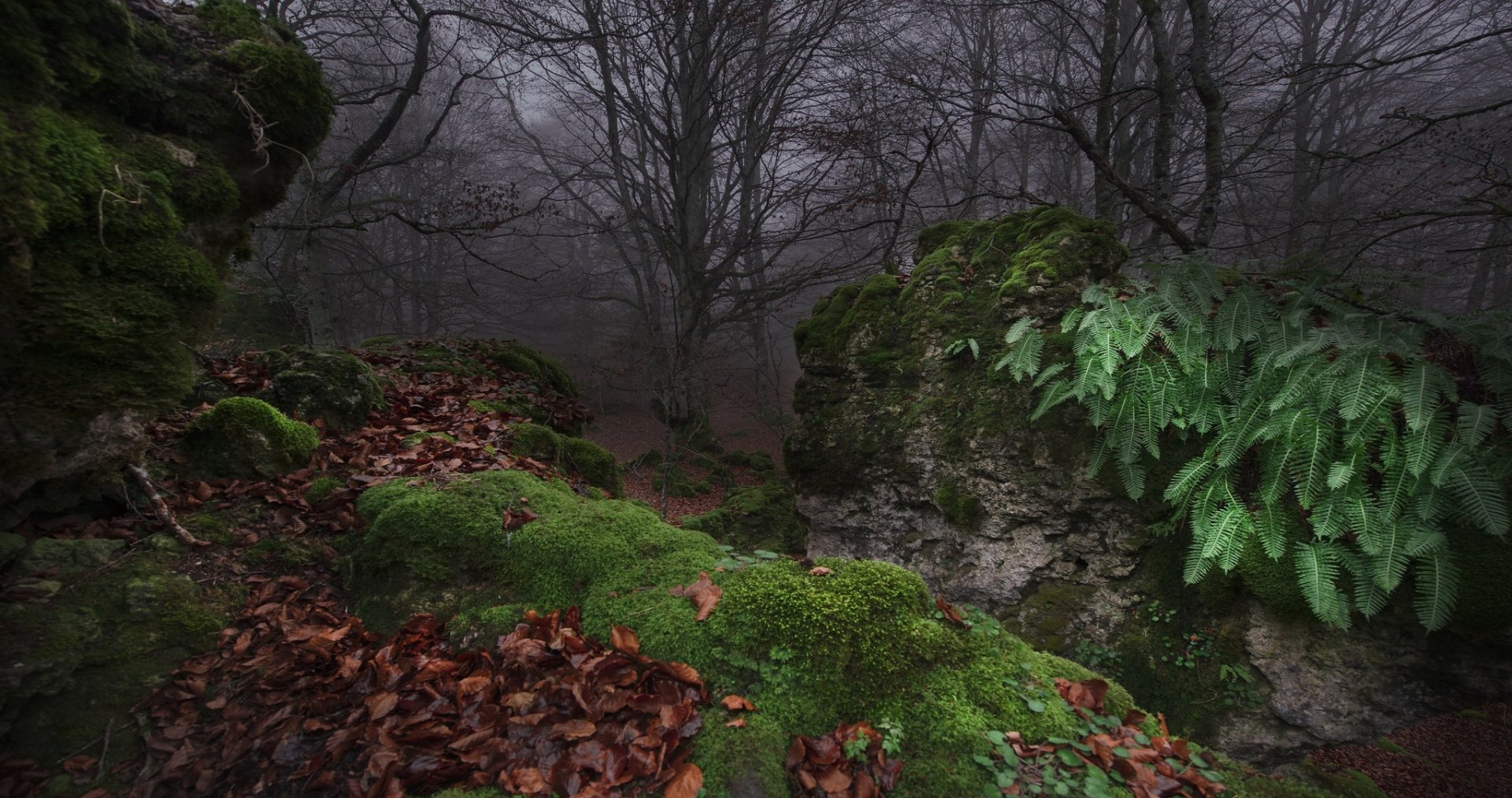 Download Nature Forest Fall Moss HD Wallpaper