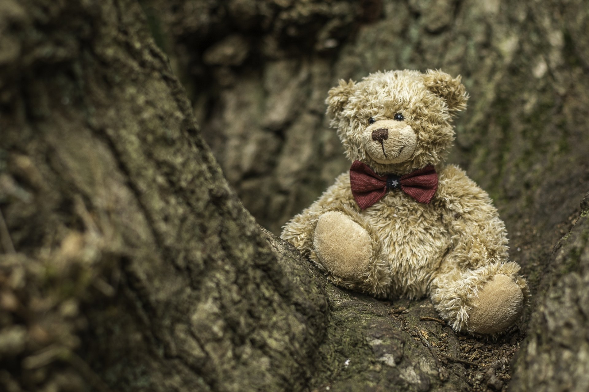 Download Teddy Bear Man Made Stuffed Animal HD Wallpaper
