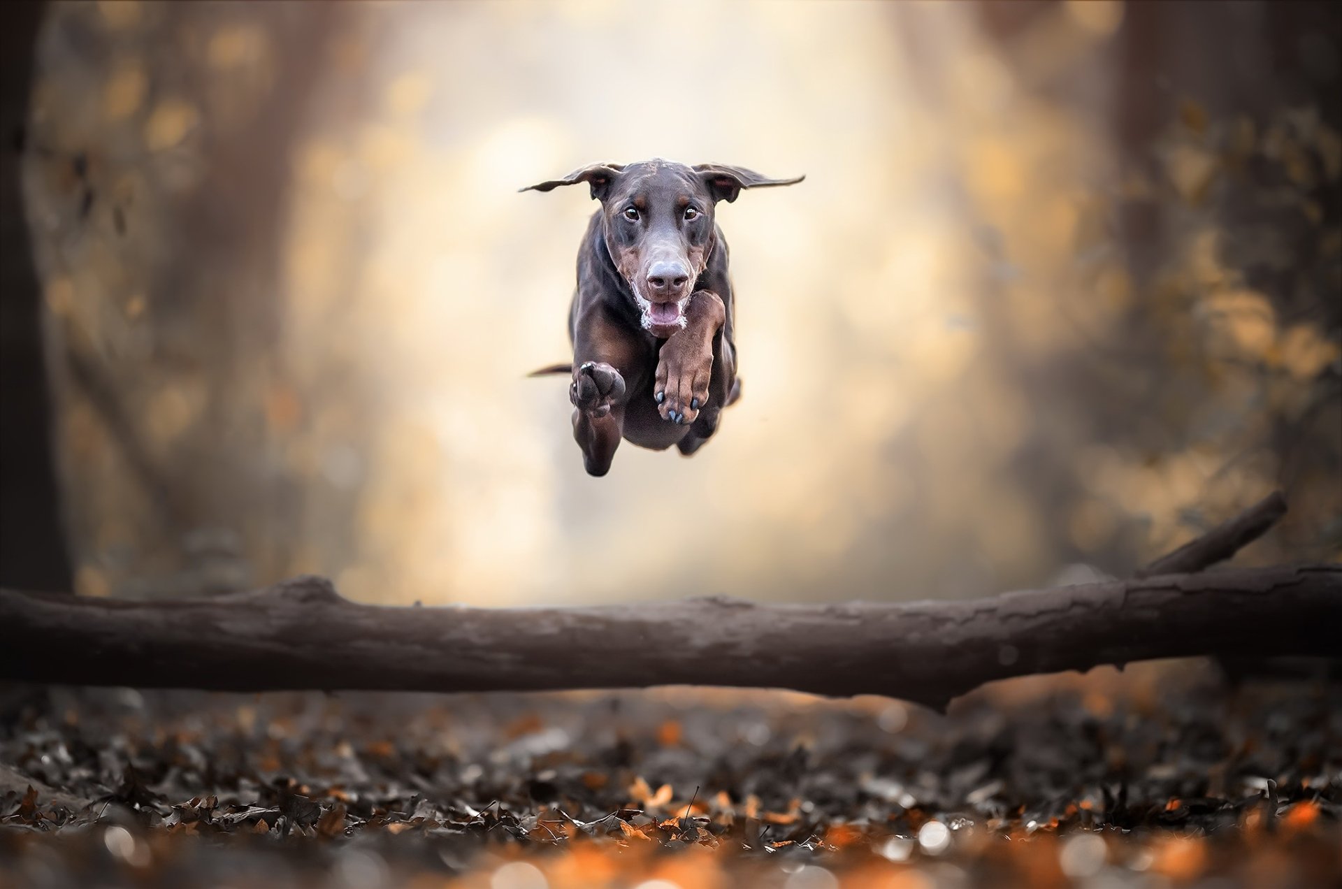 Download Animal Dog HD Wallpaper