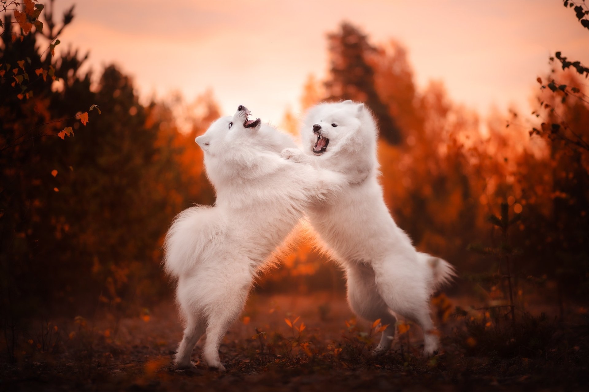 Download Dog Animal Samoyed HD Wallpaper
