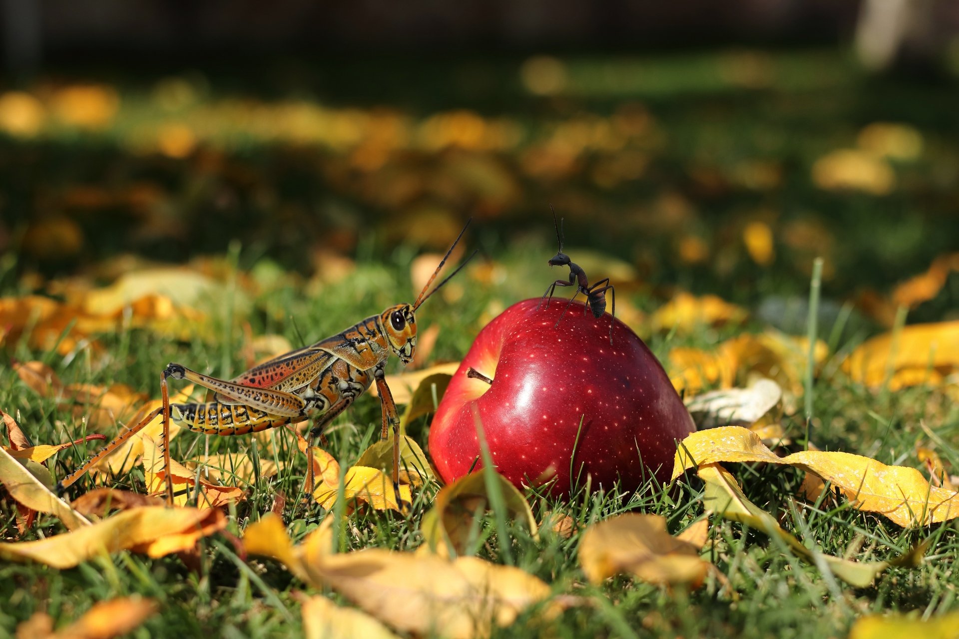 Grasshopper & Ant on Apple | 4K Ultra HD Insect Haven Wallpaper