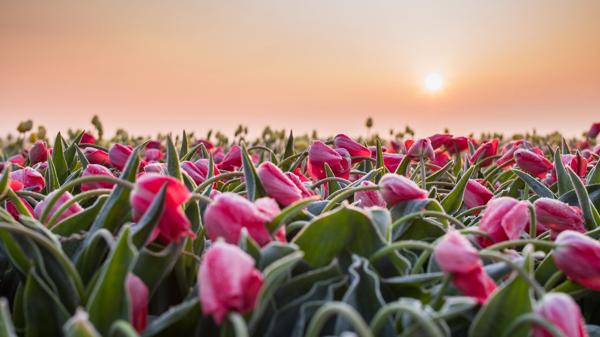Download Flower Sunset Nature Tulip 4k Ultra HD Wallpaper
