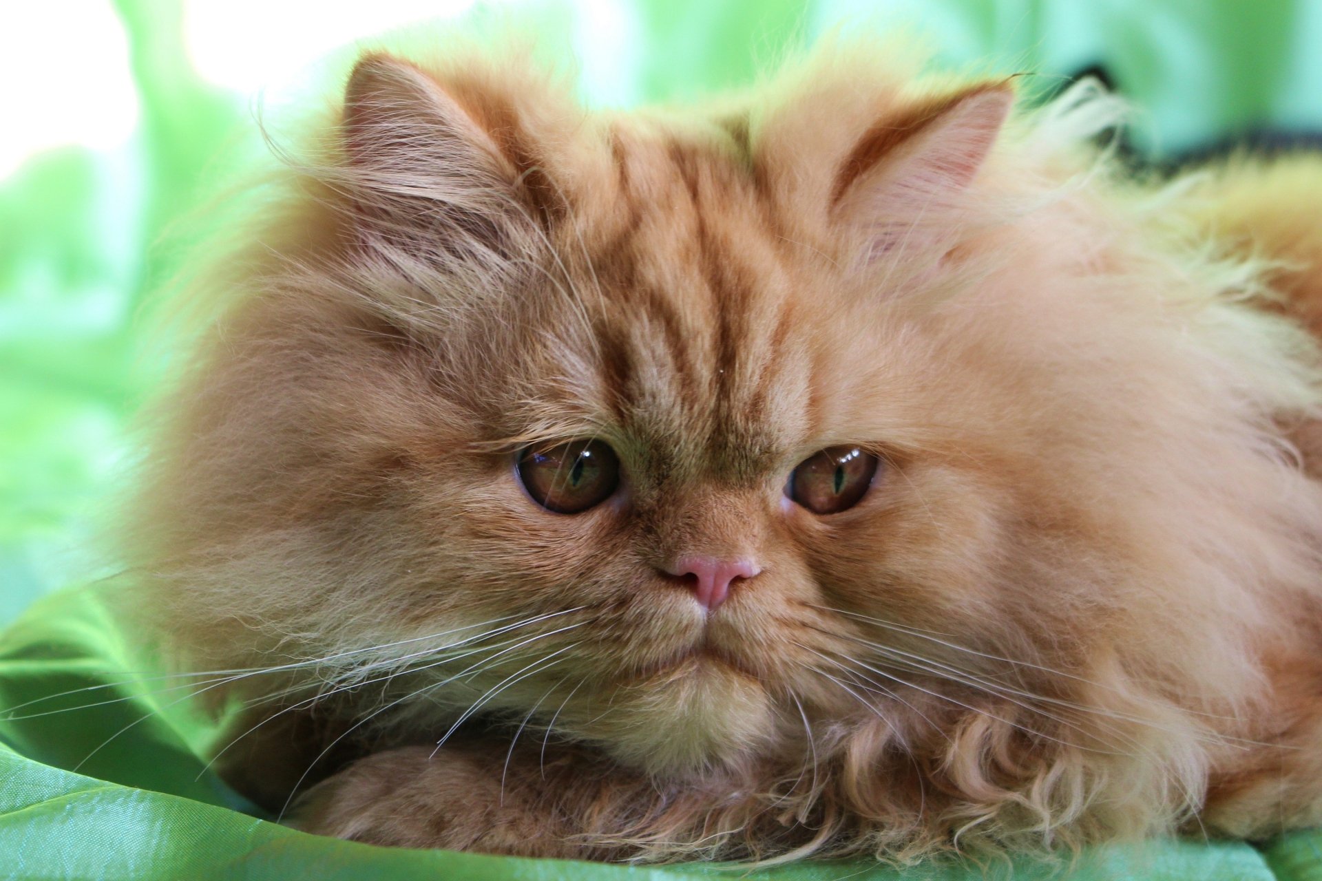 Download Muzzle Fluffy Cat Animal Persian Cat HD Wallpaper