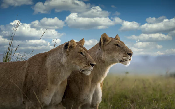 [10+] Lioness 4k Wallpapers