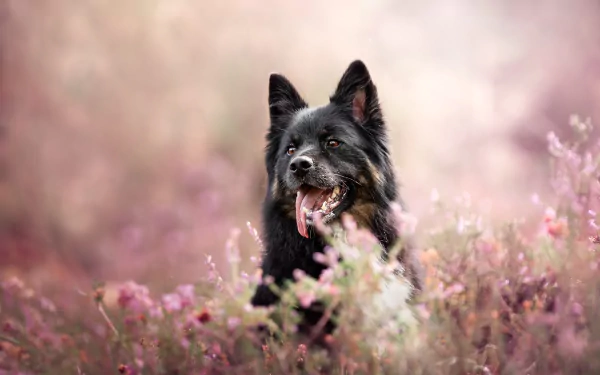 [50+] Heather Wallpapers