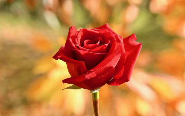 [20+] Rose 8k Wallpapers