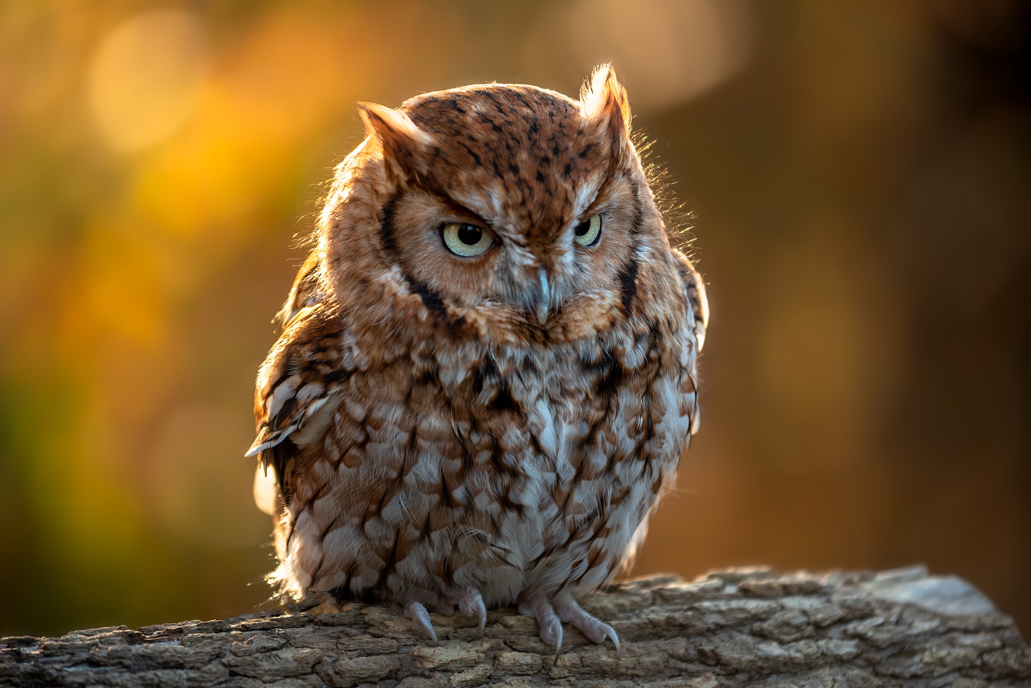 Download Bird Animal Owl HD Wallpaper